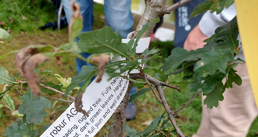 Antalis Hosts a Tree Planting Day - News | Antalis UK